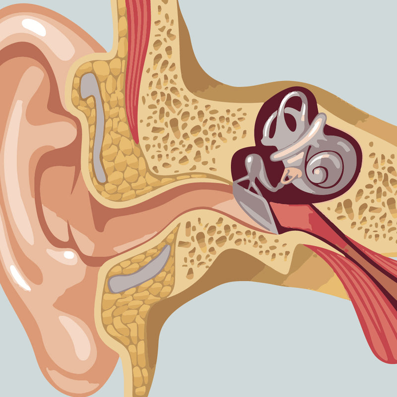 Basis Clinic Kelowna | ENT Surgery - Basis Clinic